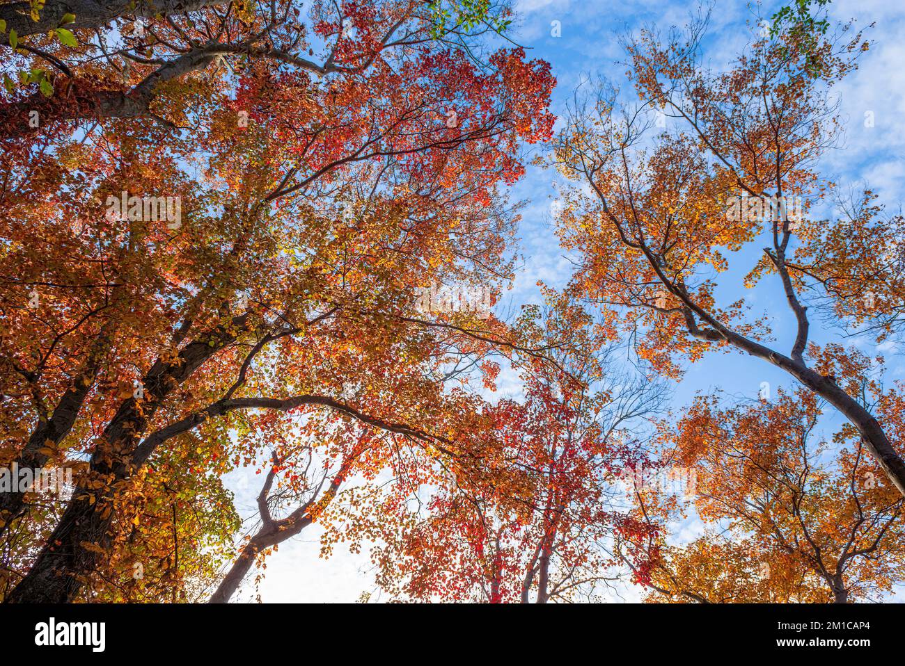 Canopies of red maple trees (Acer rubrum) at peak fall foliage, in ...