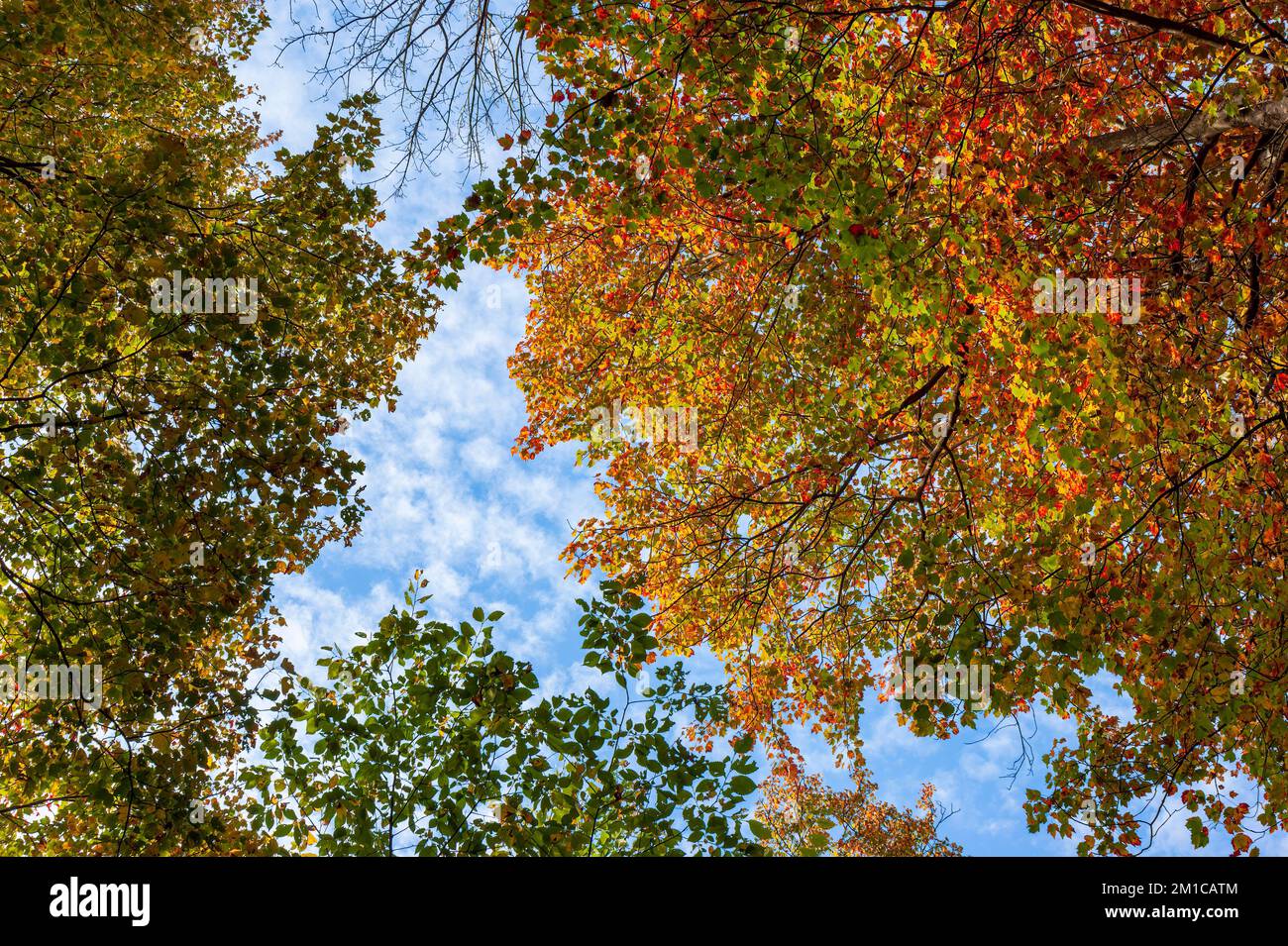Canopies of red maple and elm trees at peak fall foliage, in shades of red, against a blue sky ...