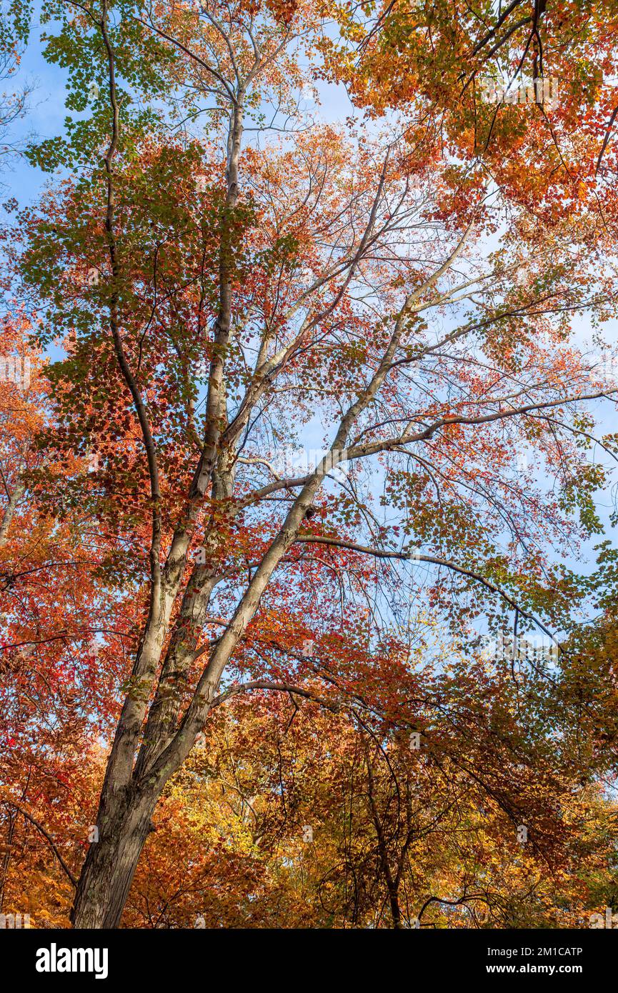 The canopy of a red maple tree (Acer rubrum) at peak fall foliage, in shades of red and brown ...