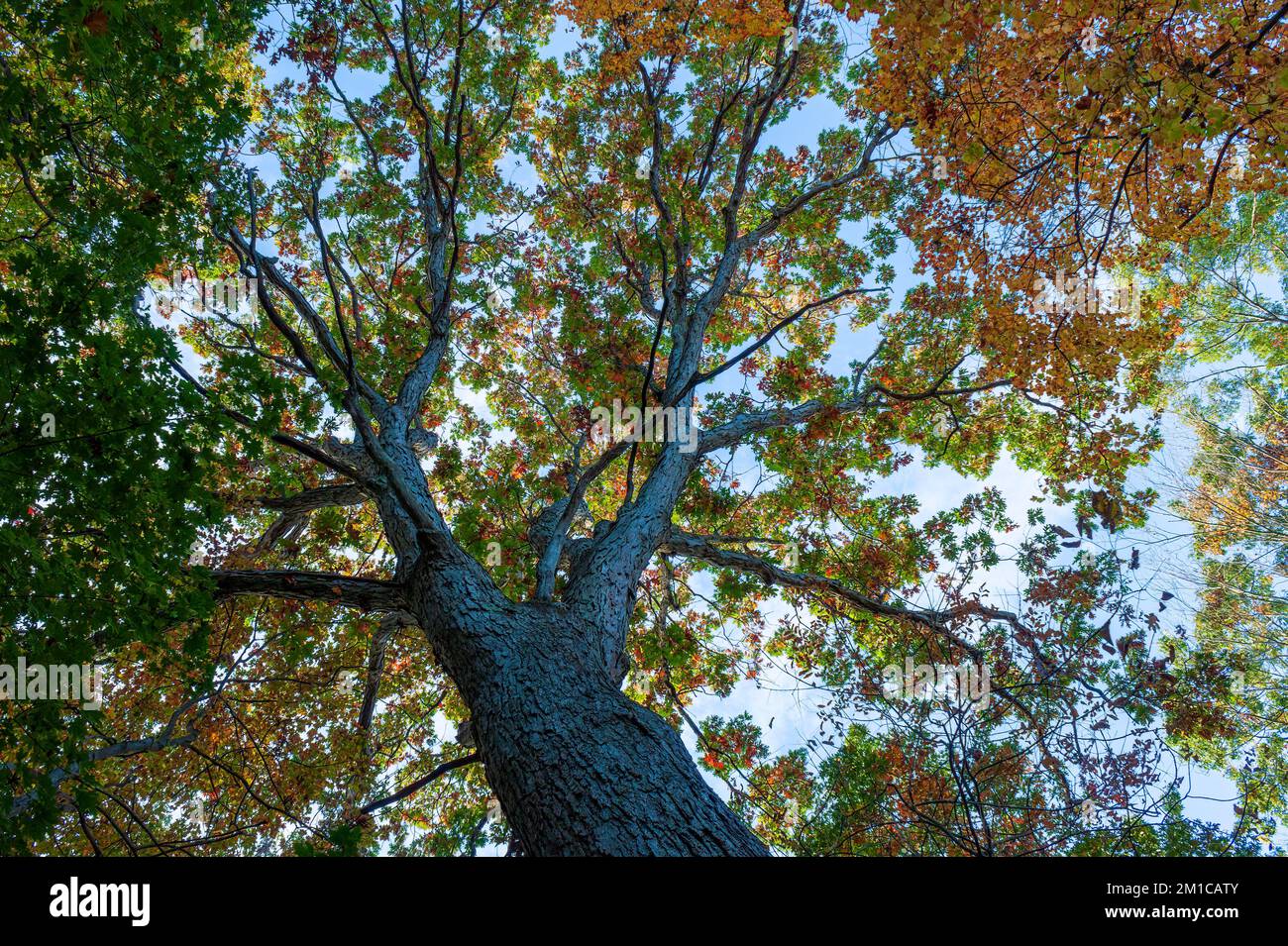 Oak tree canopy against a blue sky. Leaves changing color, in vibrant ...