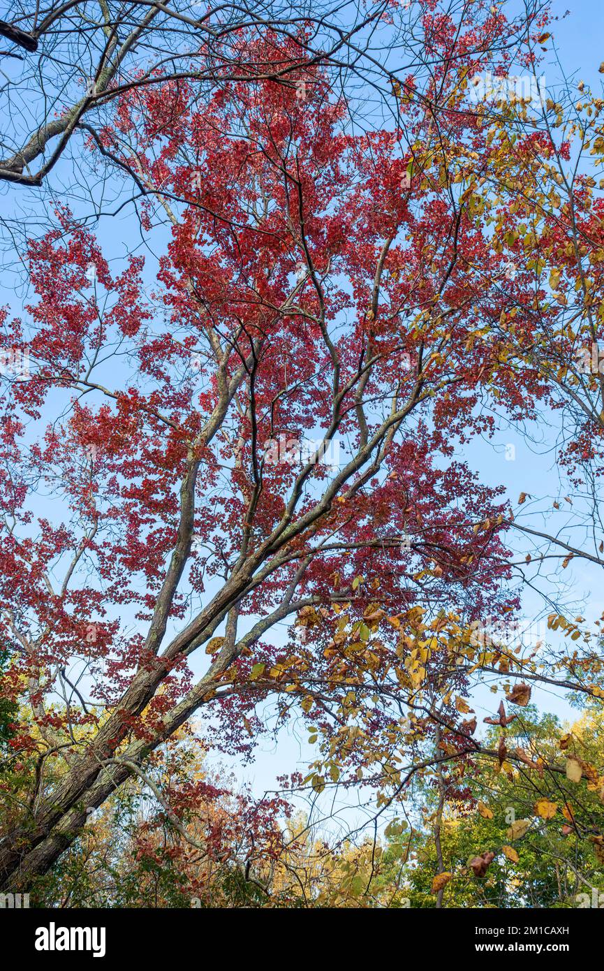 The canopy of a red maple tree (Acer rubrum) at peak fall foliage, in shades of red, against a ...