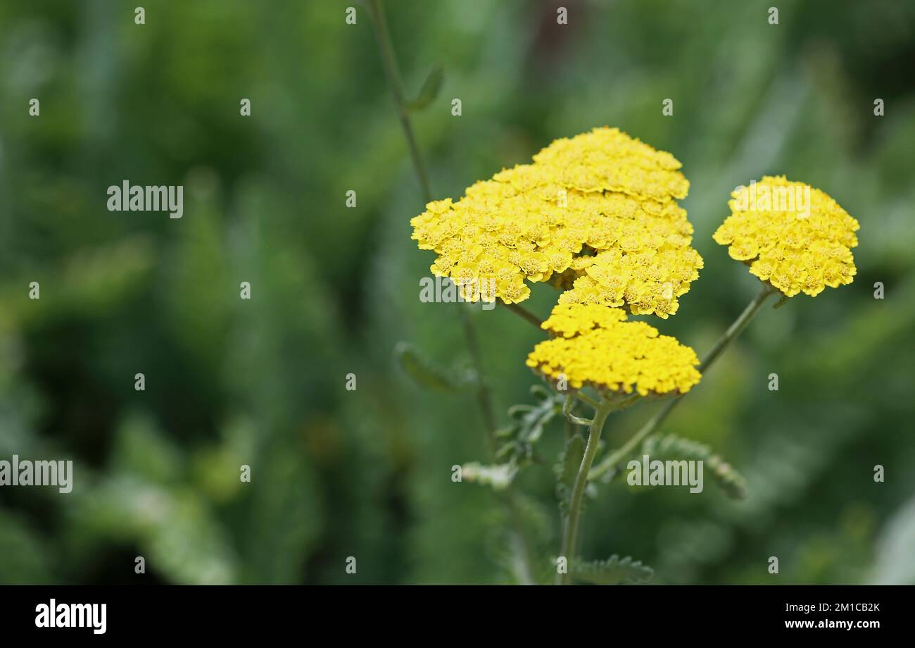 Yarrow and grass hi-res stock photography and images - Alamy