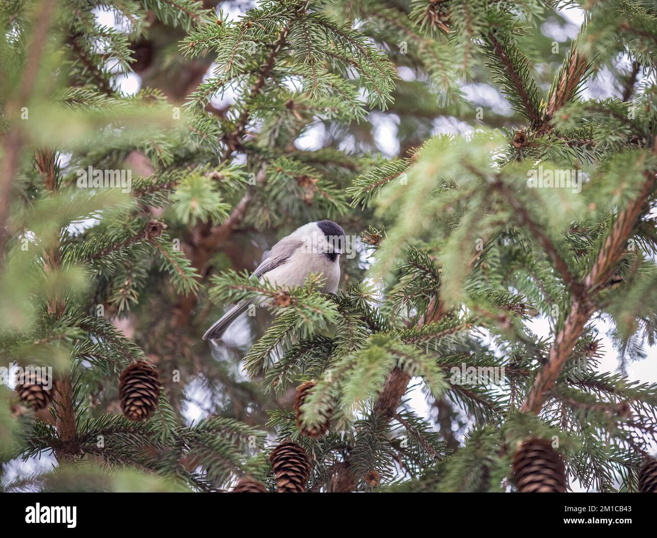 Cute bird The willow tit, song bird sitting on the fir branch. Willow ...