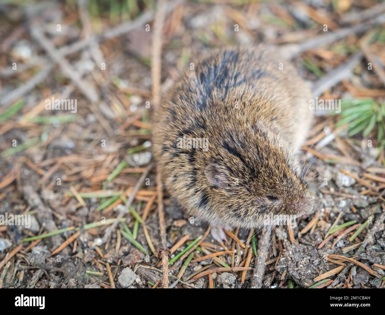 A closeup of a Common vole on the ground with a blurry background ...