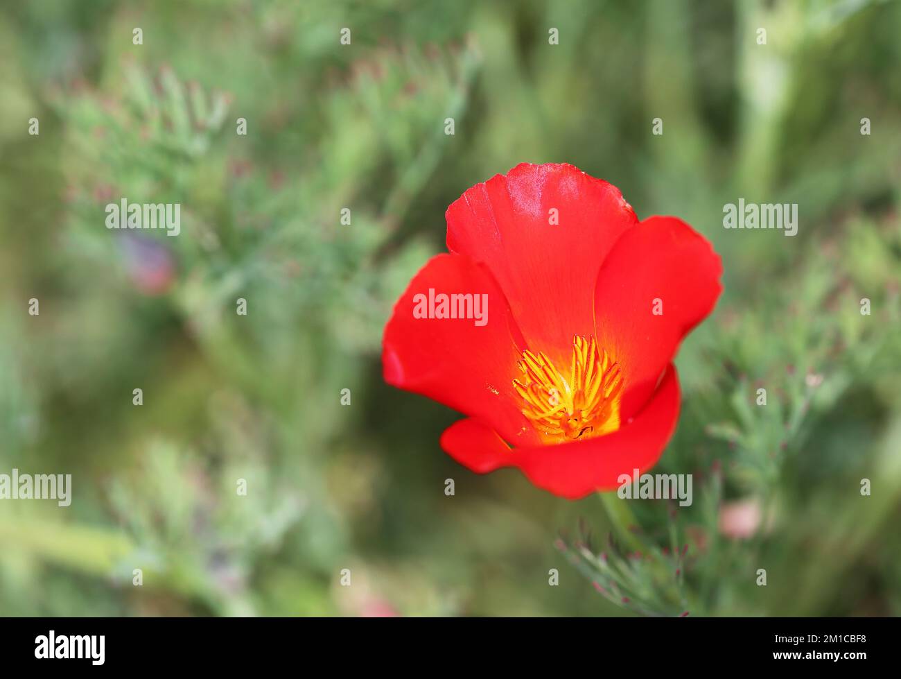 Poppy red yellow flower hi-res stock photography and images - Alamy