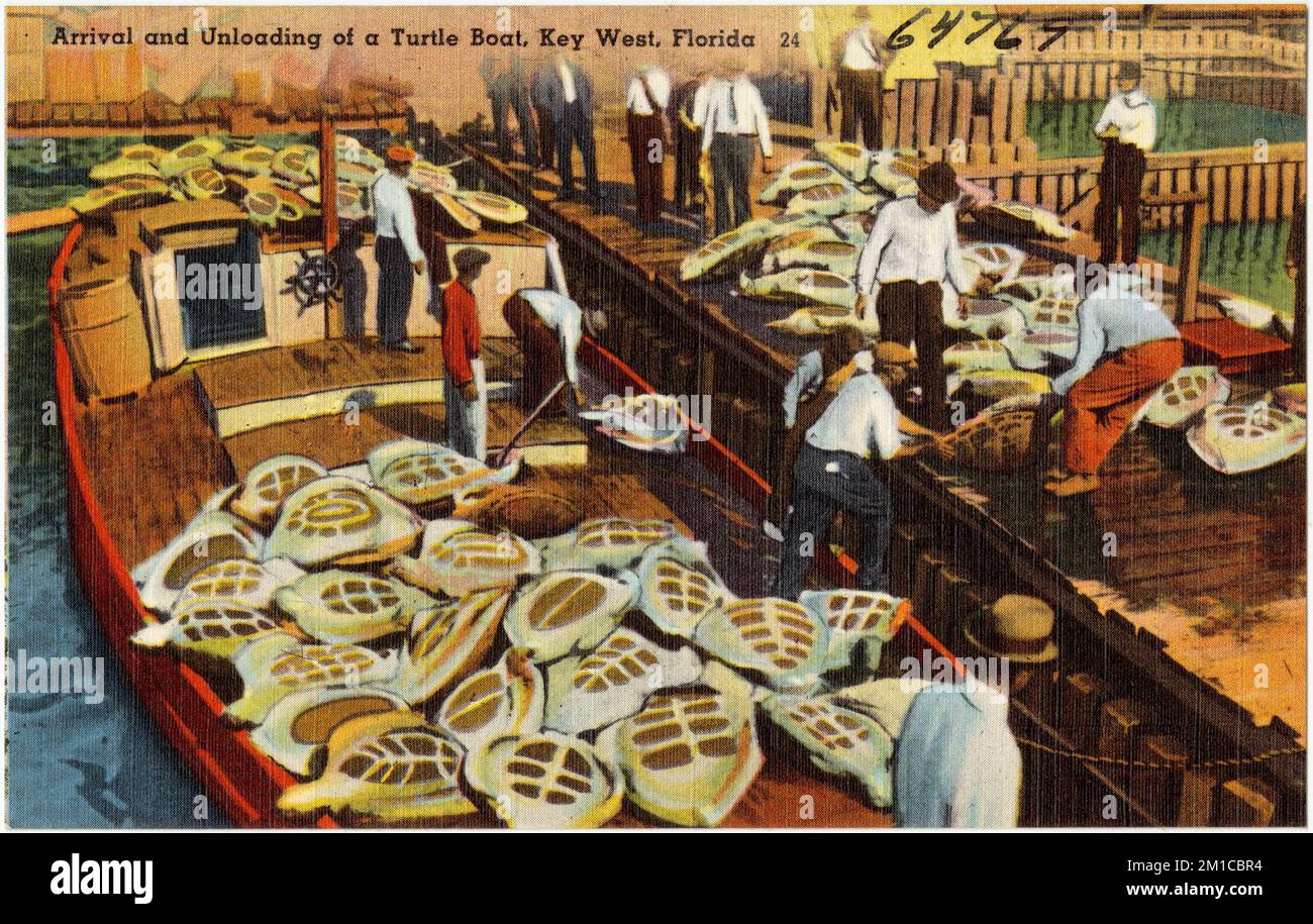 Arrival and unloading of a turtle boat, Key West, Florida , Boats ...