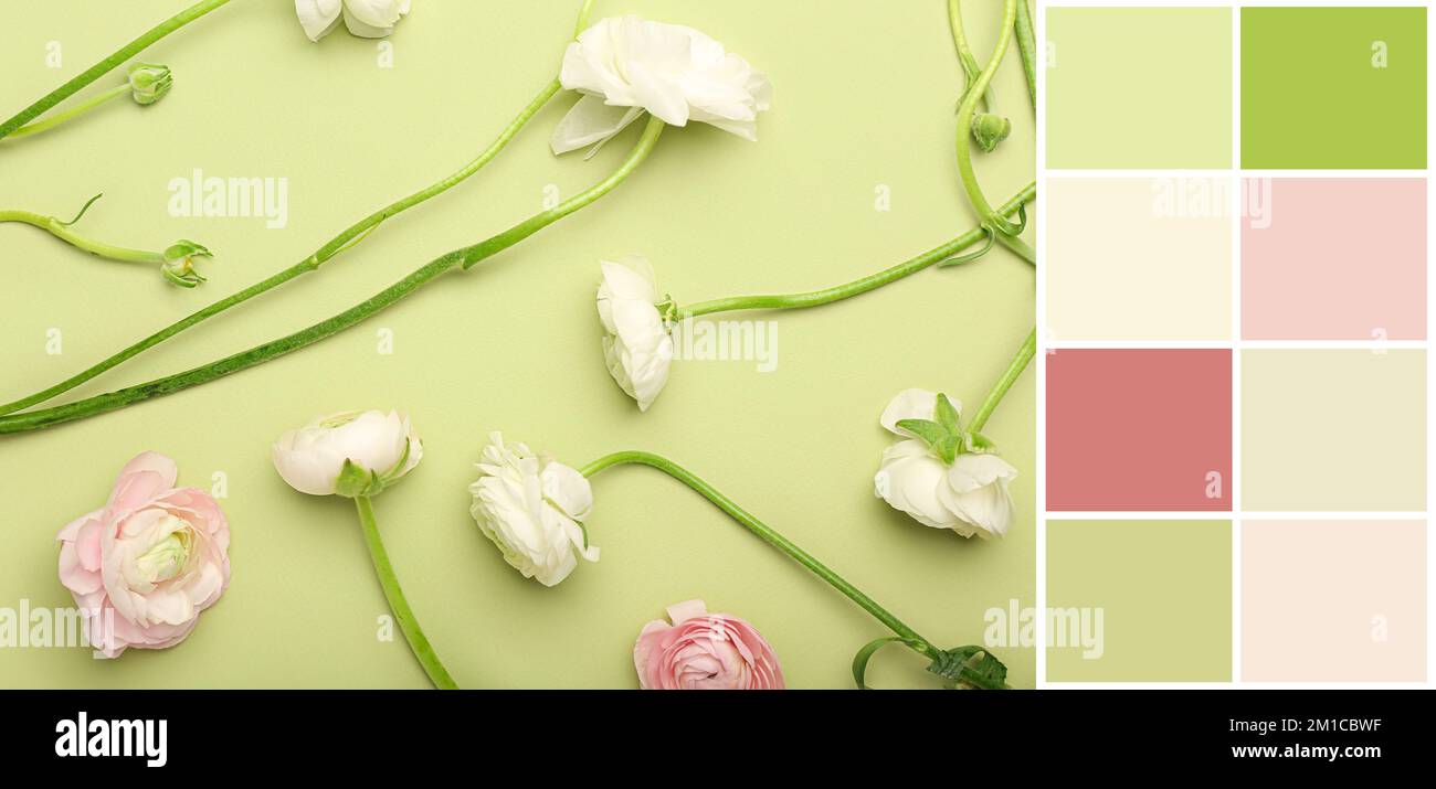 Delicate ranunculus flowers on green background. Different color ...