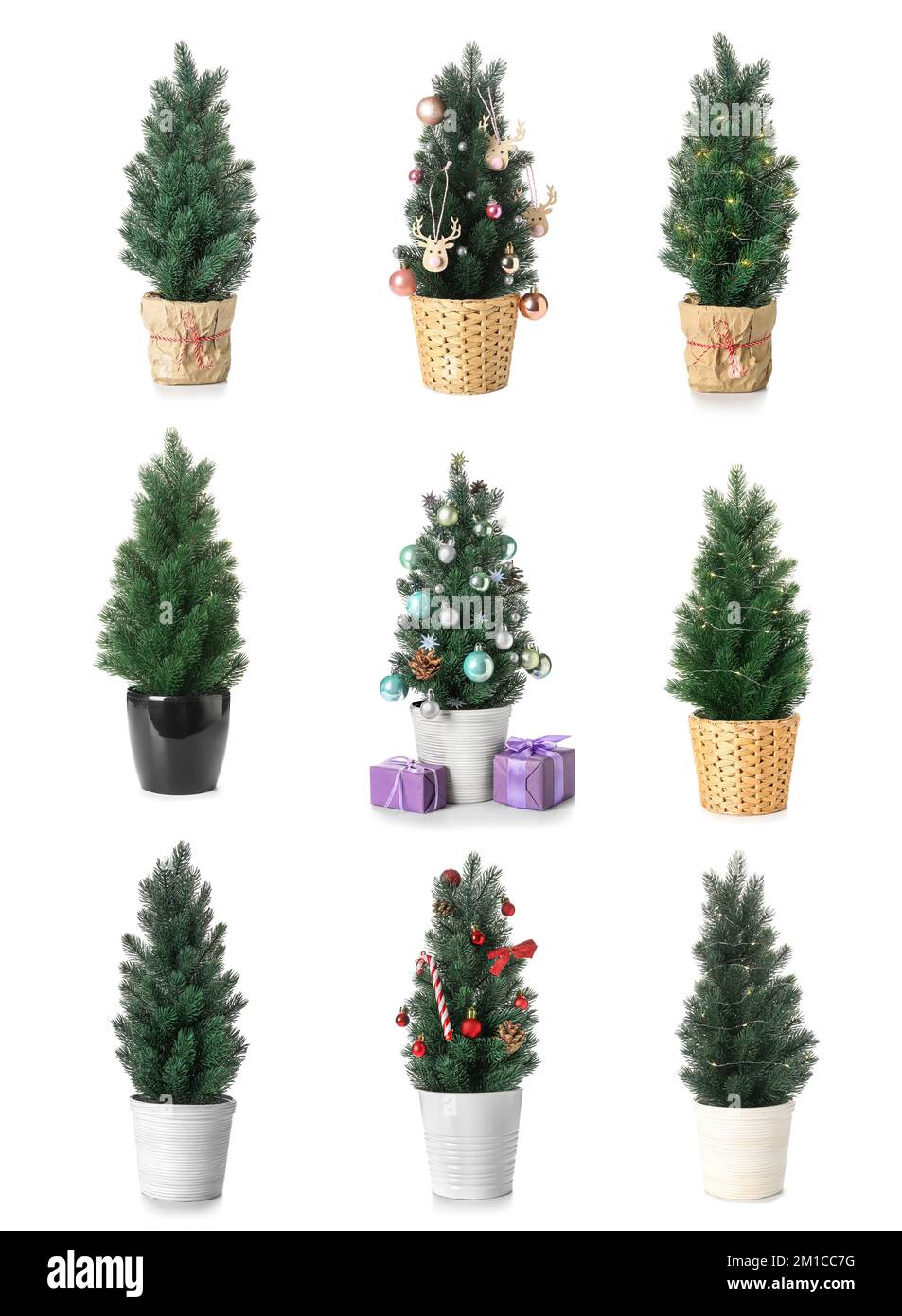 Evergreen small trees Cut Out Stock Images & Pictures - Alamy