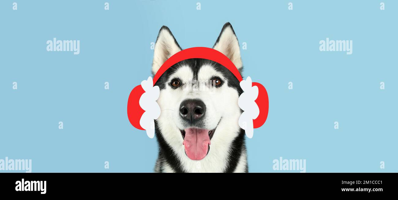 Cute Husky dog in drawn headphones on light blue background Stock Photo ...