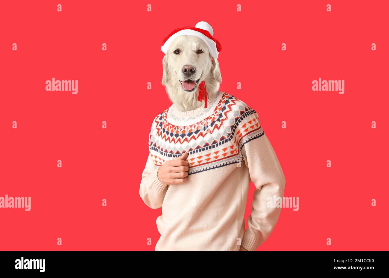 Man with head of dog wearing sweater and Santa hat on red background ...