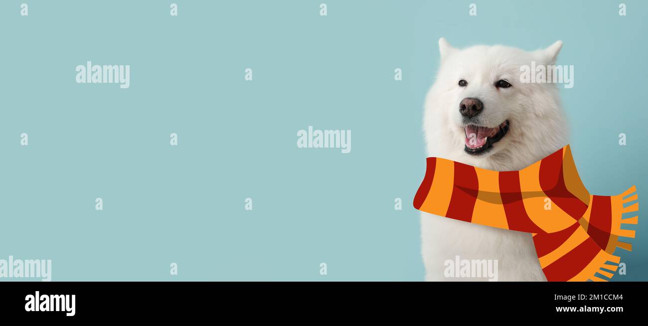 Cute Samoyed dog in drawn scarf on light blue background with space for ...