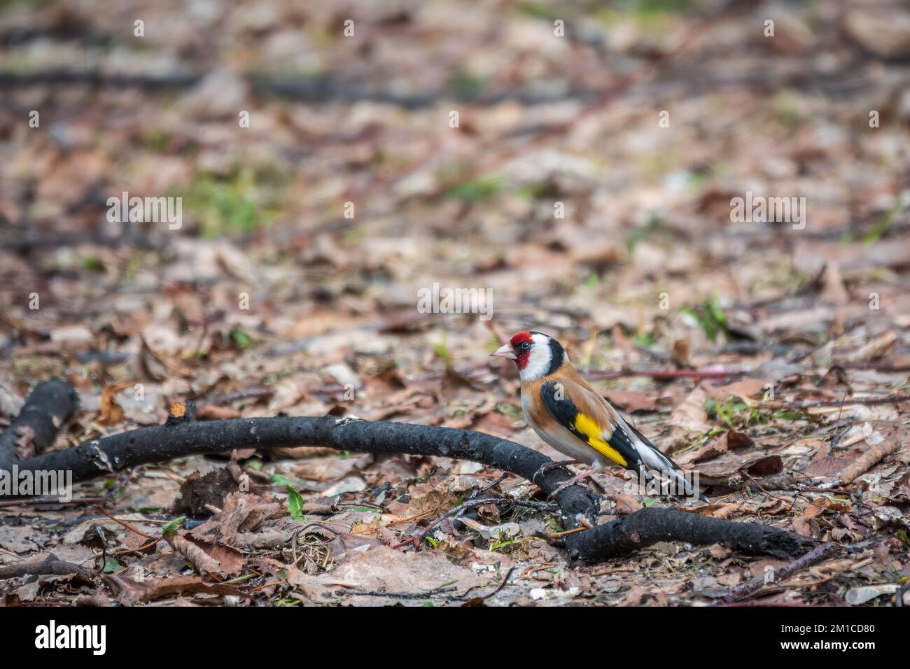 The European goldfinch sits on the ground in spring. Beautiful songbird ...