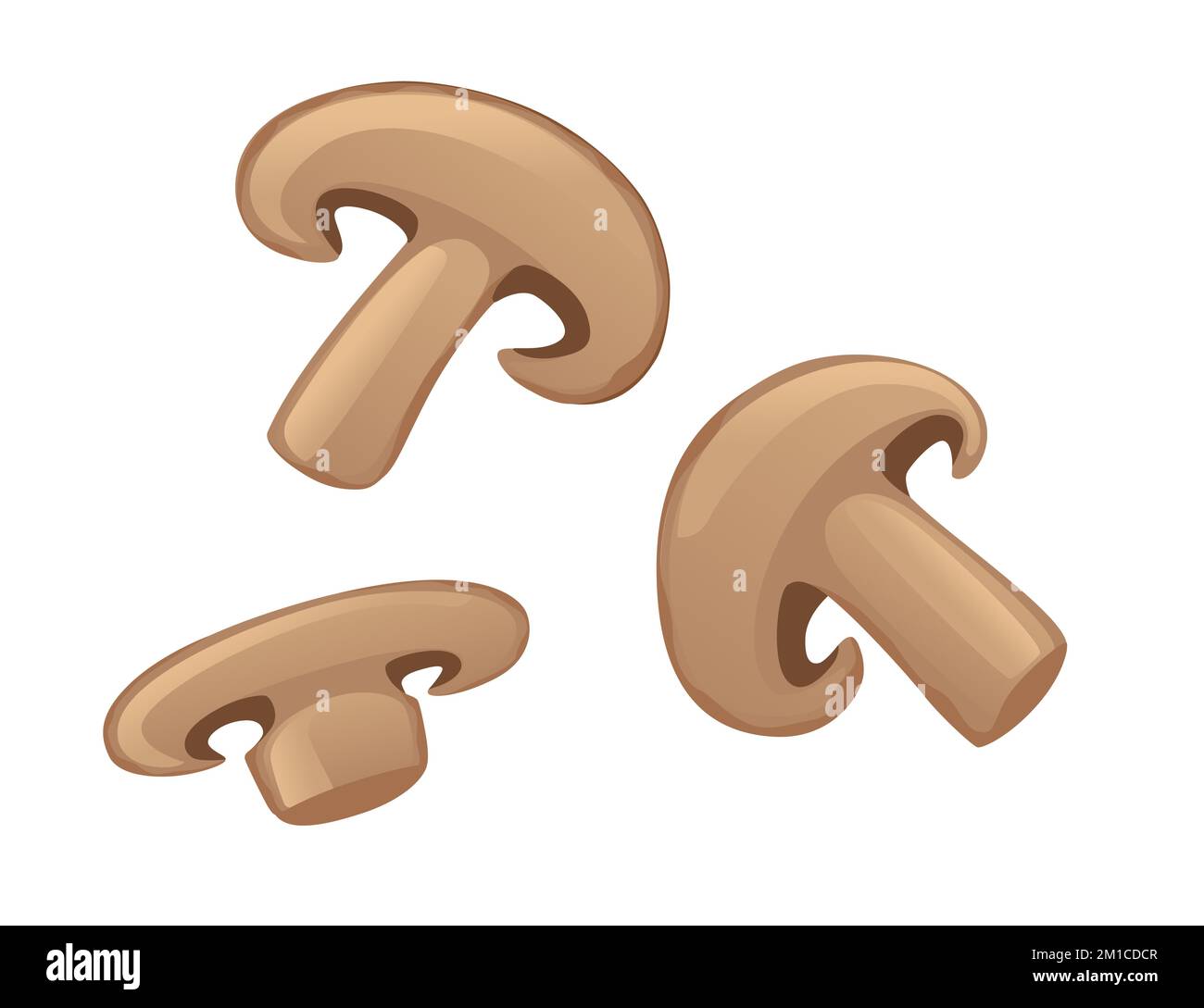 Champignon mushroom vegetable fresh healthy food vector illustration ...