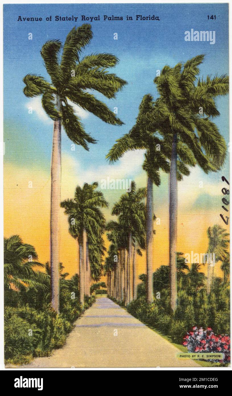Avenue of stately royal palms in Florida , Tichnor Brothers Collection ...