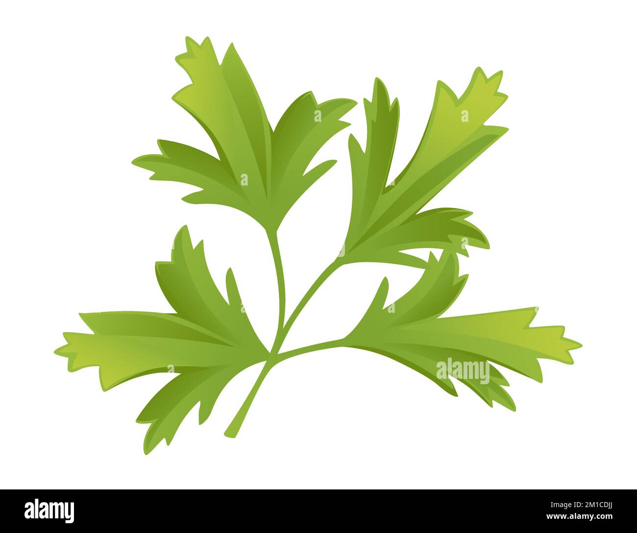 Green parsley healthy herb vector illustration isolated on white ...