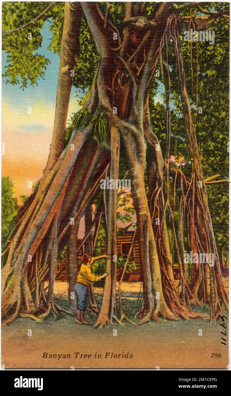 Banyan tree in Florida , Tichnor Brothers Collection, postcards of the ...
