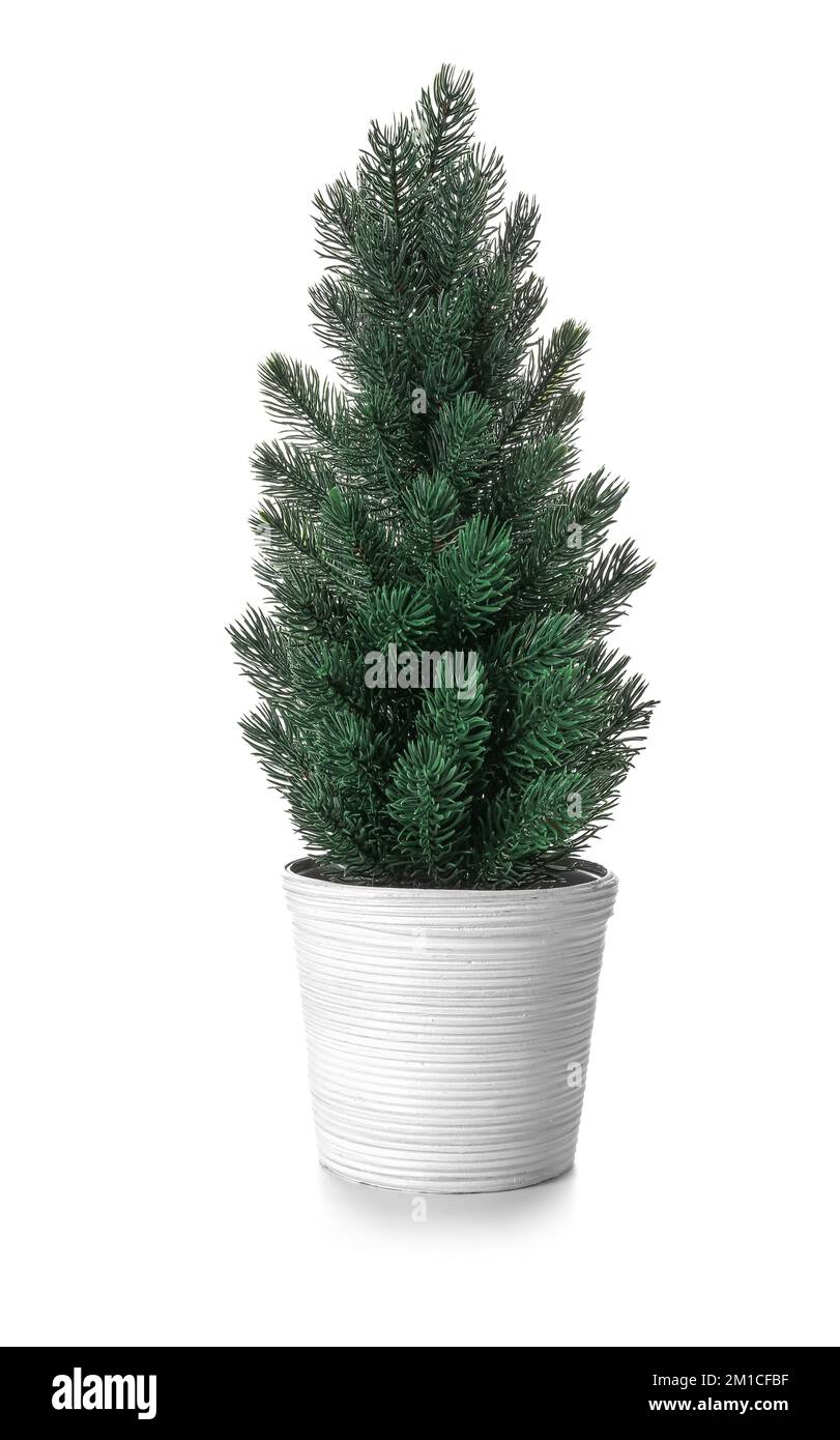 Small fir tree in pot on white background Stock Photo - Alamy