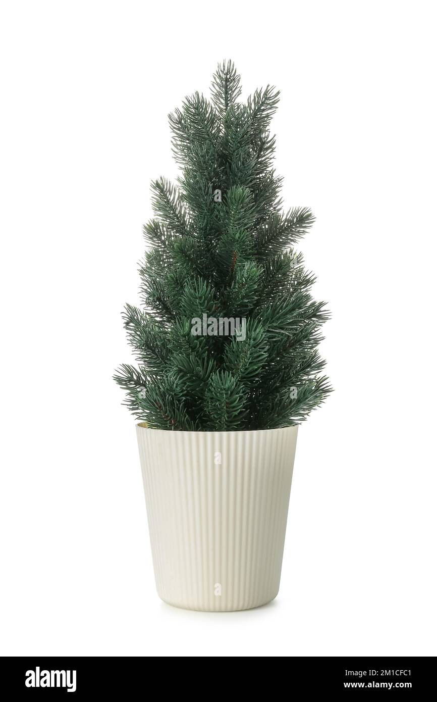 Small fir tree in pot on white background Stock Photo - Alamy