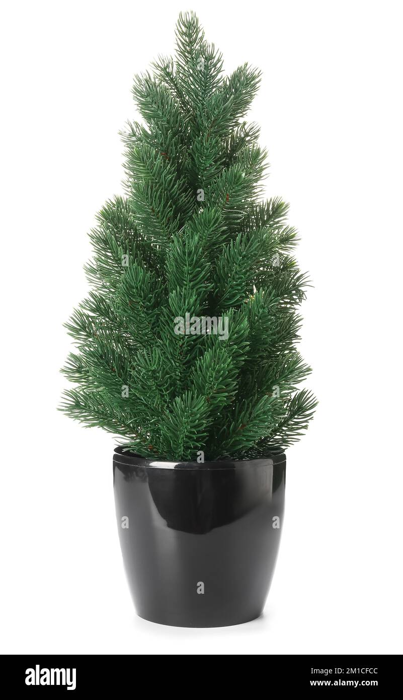 Small fir tree on white background Stock Photo - Alamy