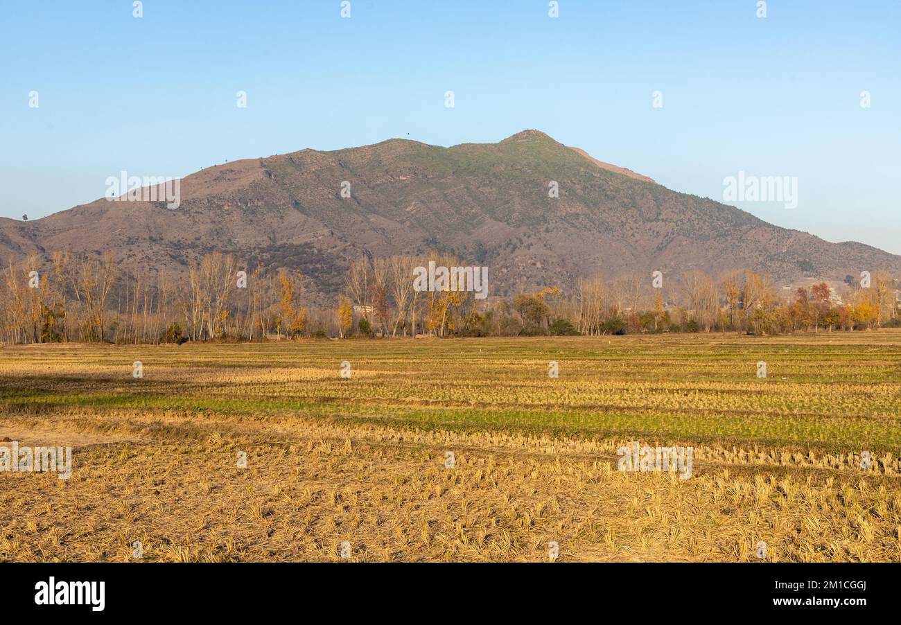 Empty agricultural field after crops harvested Stock Photo - Alamy