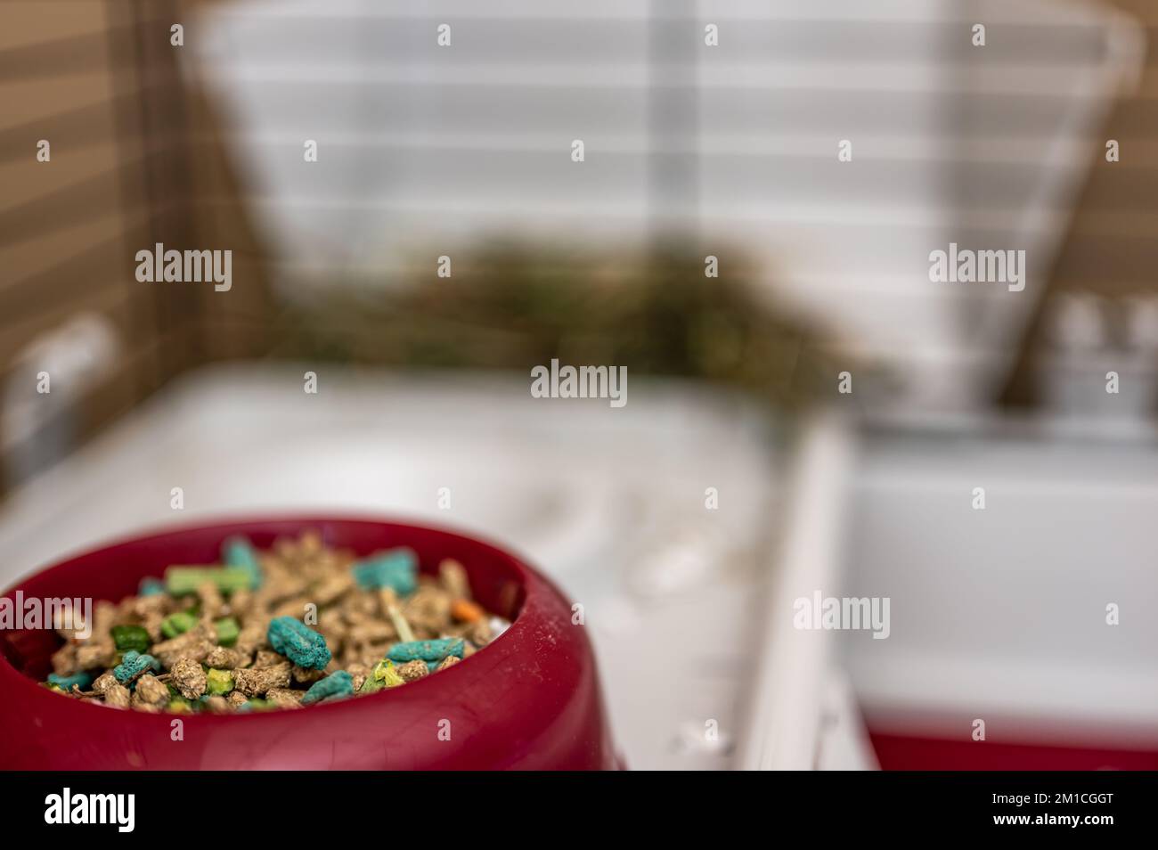 Small animal compressed high-fiber food pellets in a small dish Stock ...