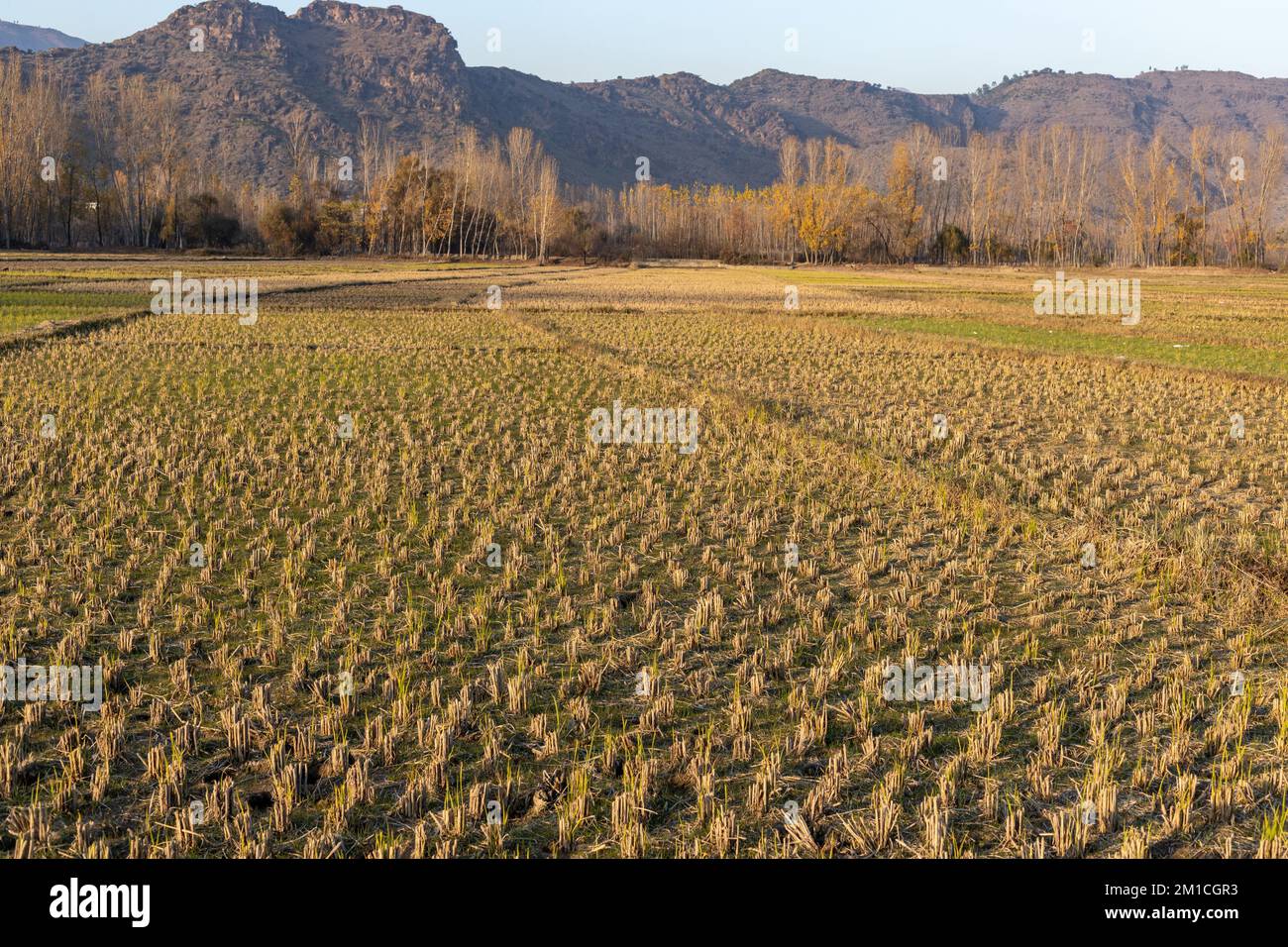 Empty field after rice crop harvest in autumn Stock Photo - Alamy