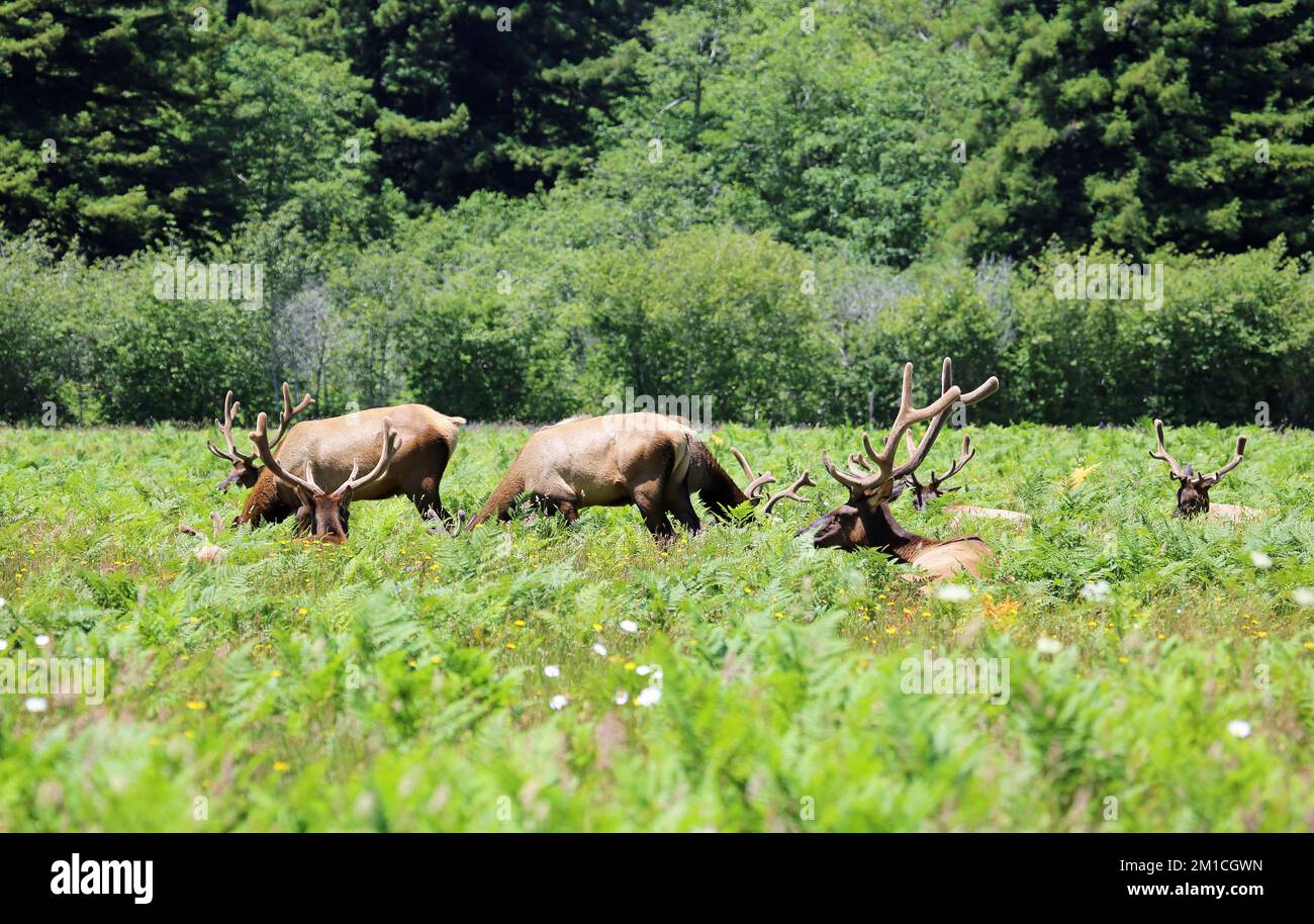 Elk resting california hi-res stock photography and images - Alamy