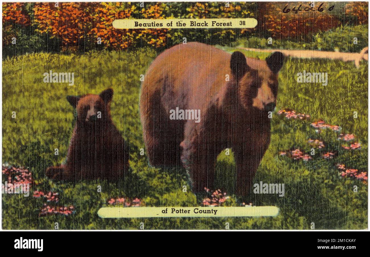 Beauties of the Black Forest of Potter County , Tichnor Brothers ...