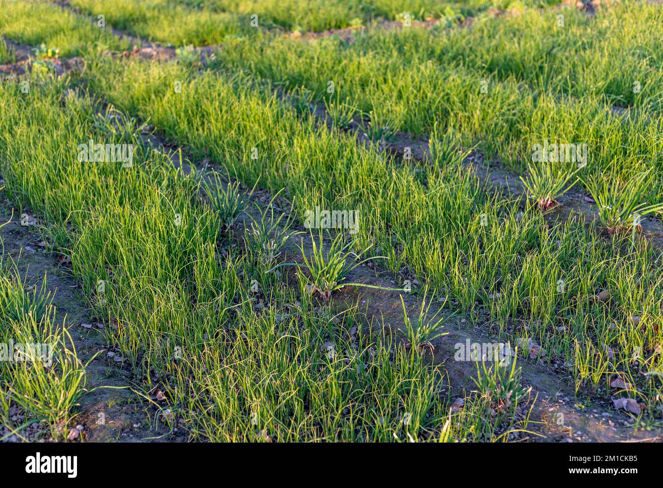 Seedlings green fields hi-res stock photography and images - Alamy