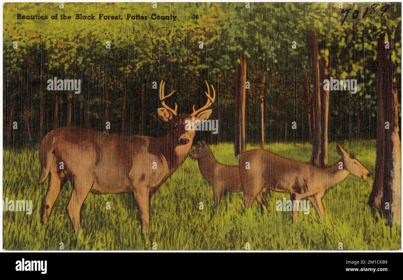 Beauties of the Black Forest of Potter County , Tichnor Brothers ...