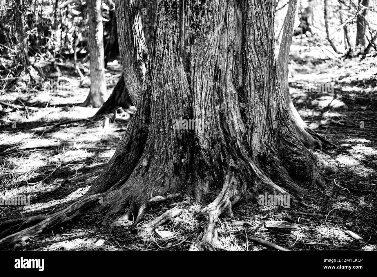 Tree trunk as it enters the ground along the Trail of Cedars path in ...