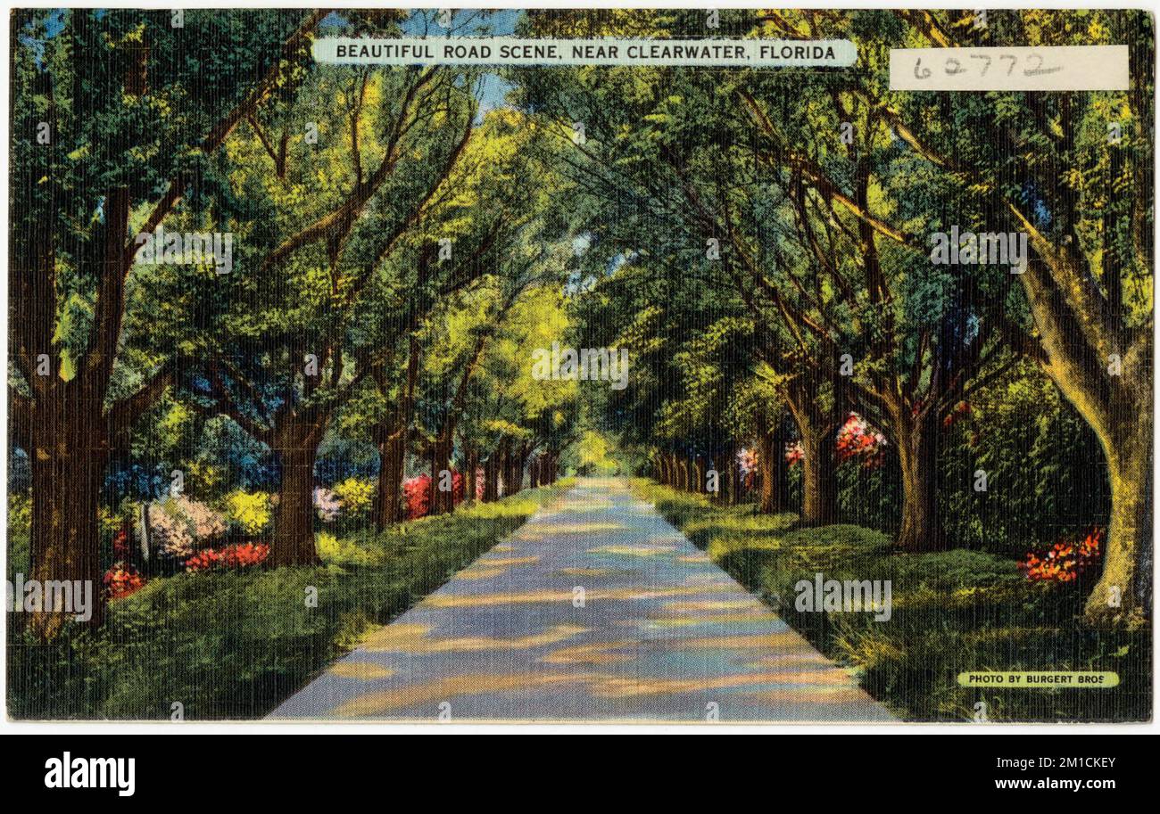 Beautiful road scene, near Clearwater, Florida , Tichnor Brothers ...