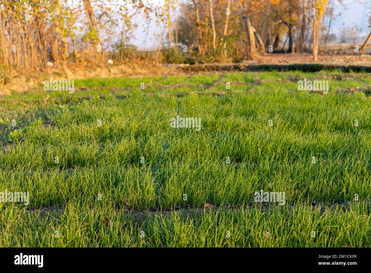 Onion seedlings germinated in a raised bed Stock Photo - Alamy