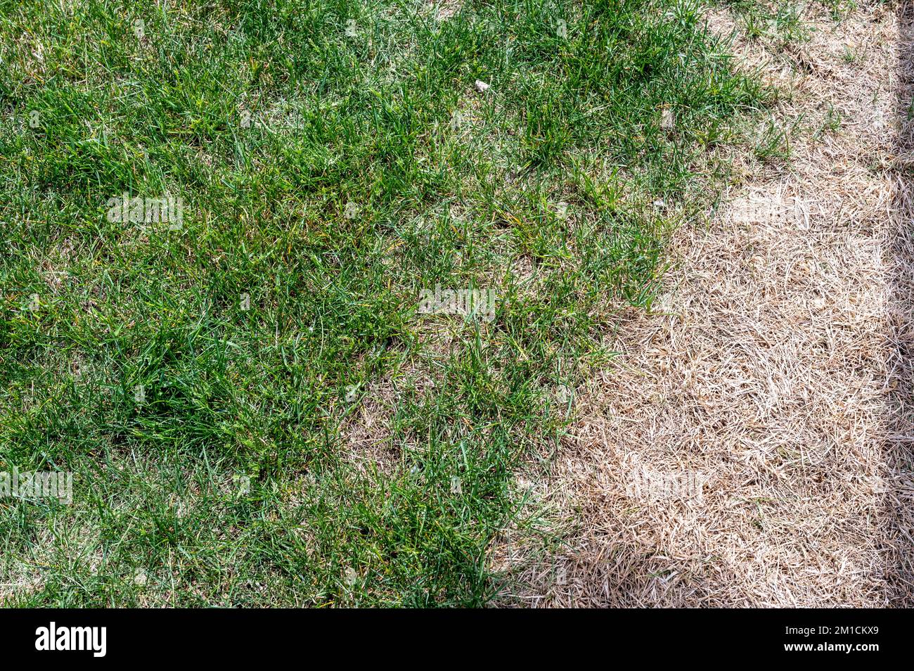 Visible distinction between healthy lawn and chemical burned grass ...