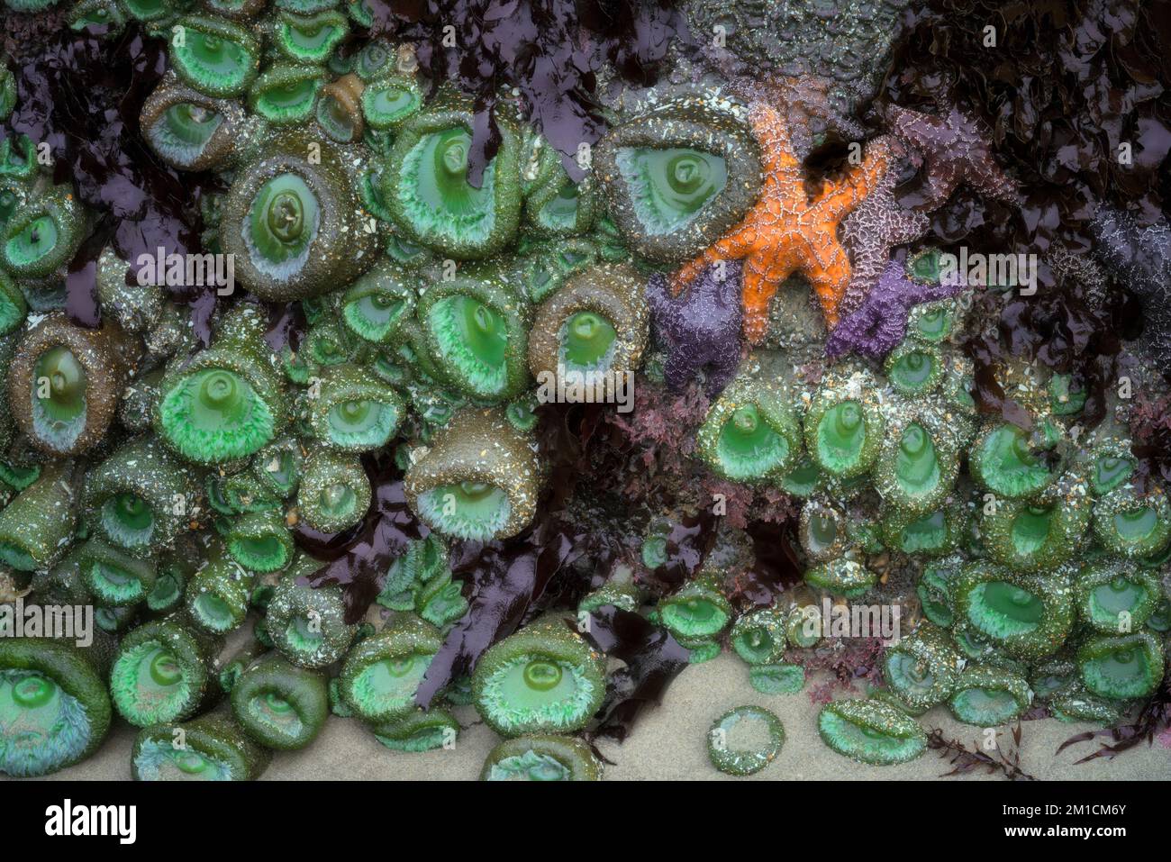 Goose barnacles, colorful sea stars, and green sea anemones cling to ...