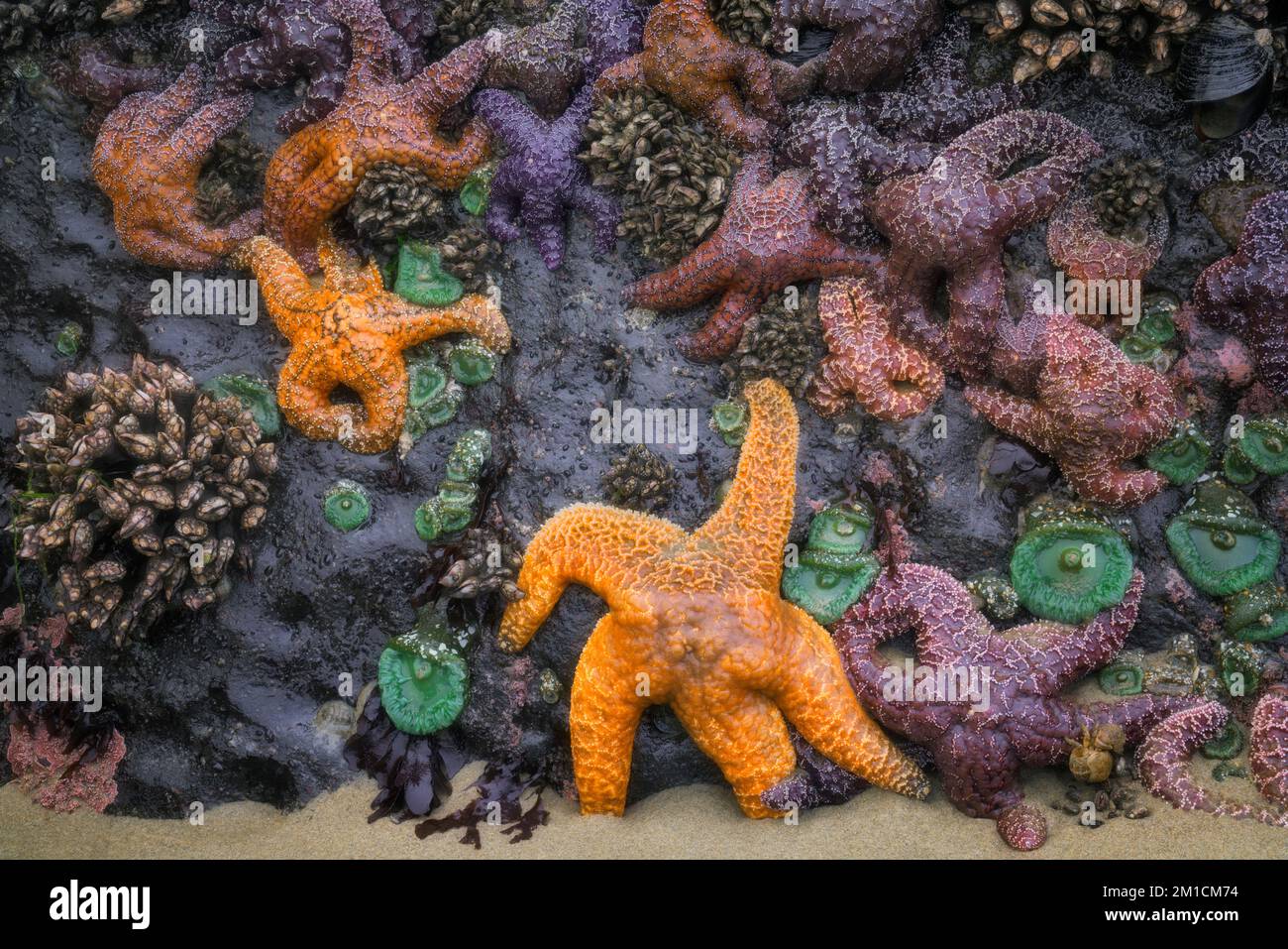 Goose barnacles, colorful sea stars, and green sea anemones cling to ...