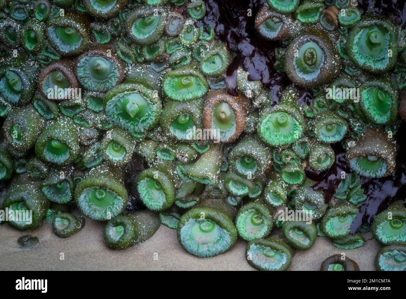 Basalt rocks covered with sea anemones on Oregon’s central coastline at ...