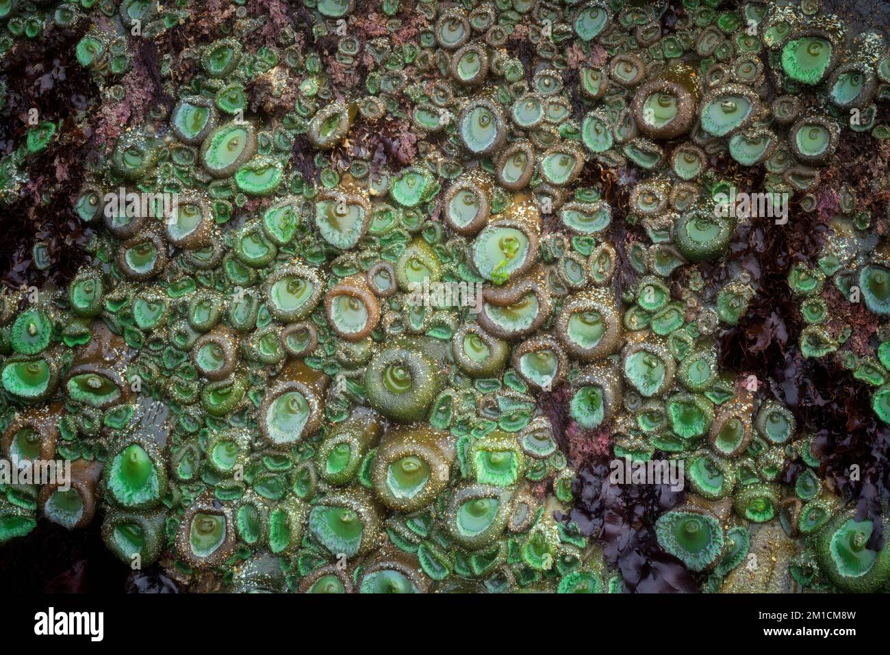 Basalt rocks covered with sea anemones on Oregon’s central coastline at ...