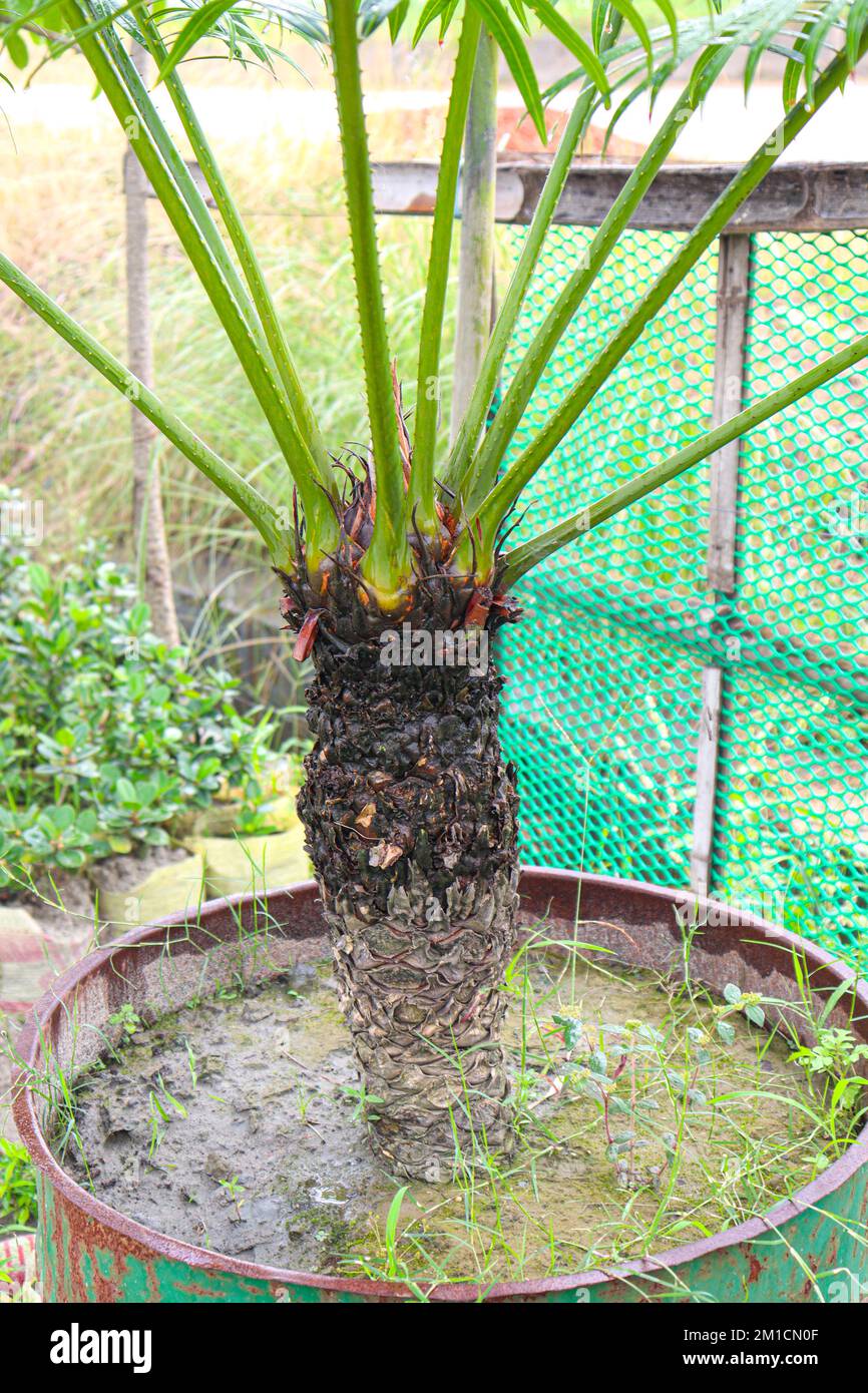 Cycas micronesica hi-res stock photography and images - Alamy