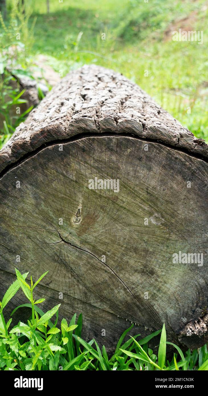cut tree fallen to the ground with cross section Stock Photo - Alamy