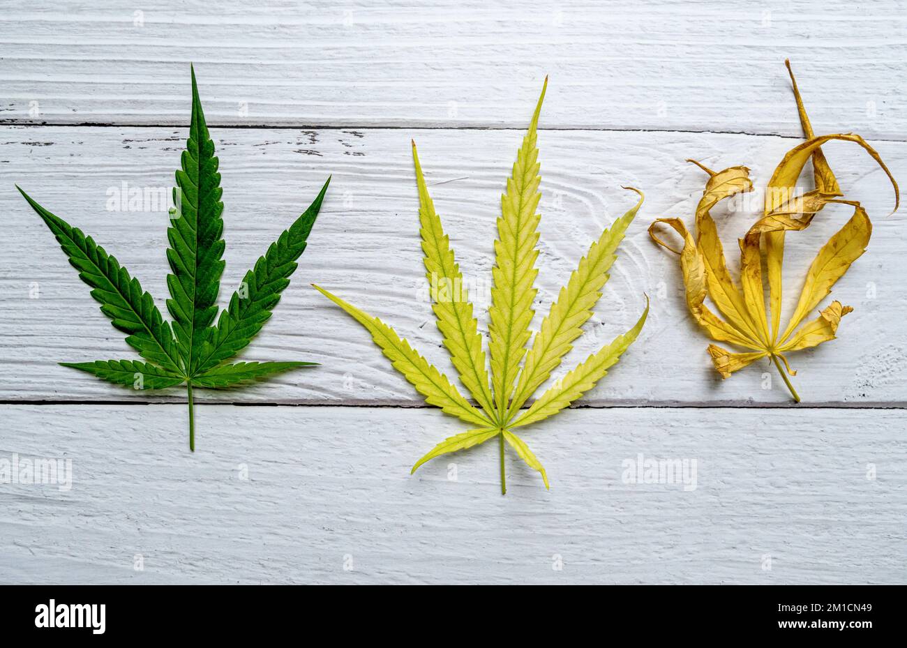 Plant nutrient deficiencies hi-res stock photography and images - Alamy