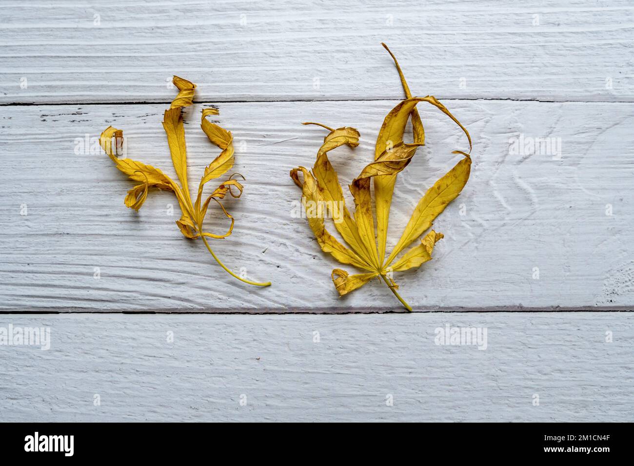 Yellow cannabis leaves on cannabis stems. Nutrient Deficiencies In ...