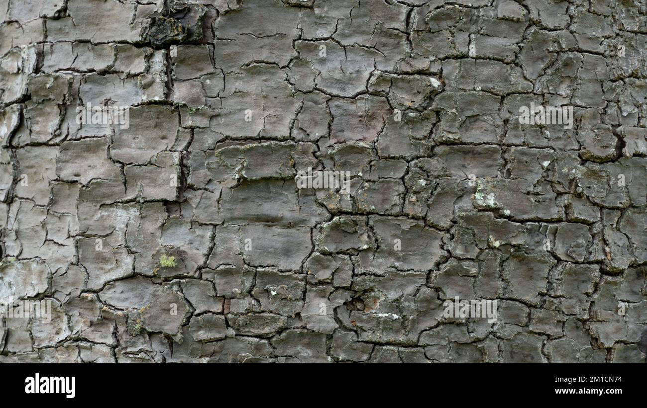 texture of the trunk of the parana pine tree or araucaria, typical tree ...
