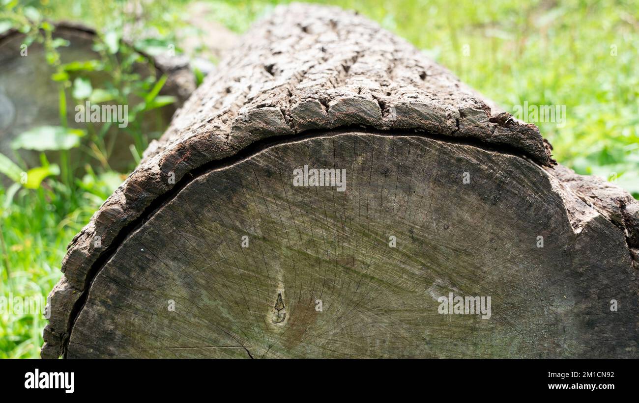 cut tree fallen to the ground with cross section Stock Photo - Alamy