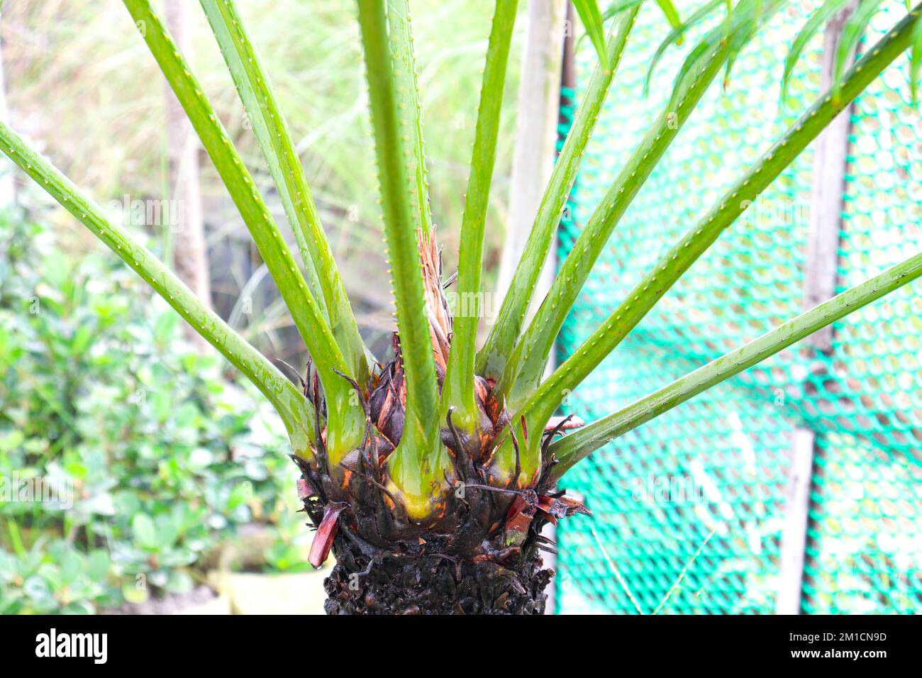 Cycas micronesica hi-res stock photography and images - Alamy