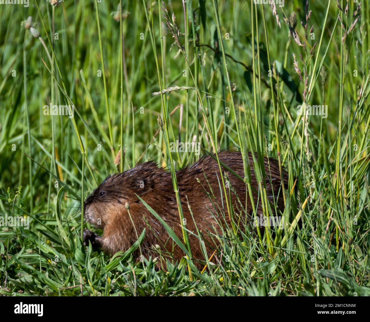 Tail of muskrat hi-res stock photography and images - Alamy