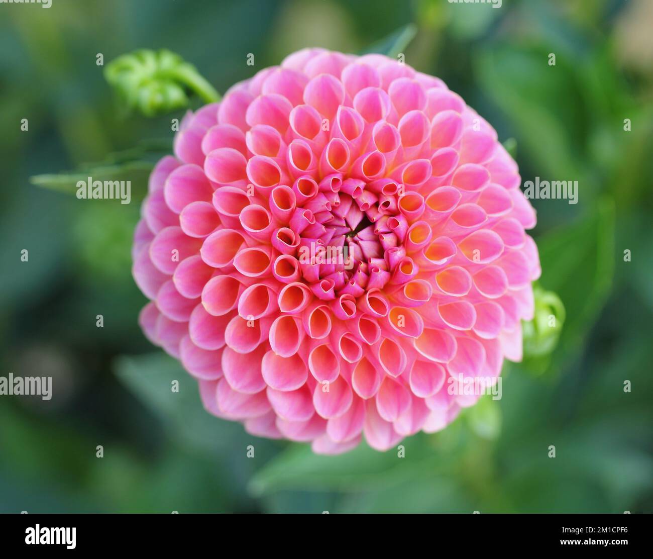 The dahlia (Dahlia), is a genus of flowering plants in the sunflower ...