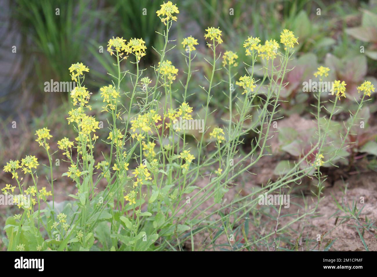 mustard flower on farm for harvest Stock Photo - Alamy