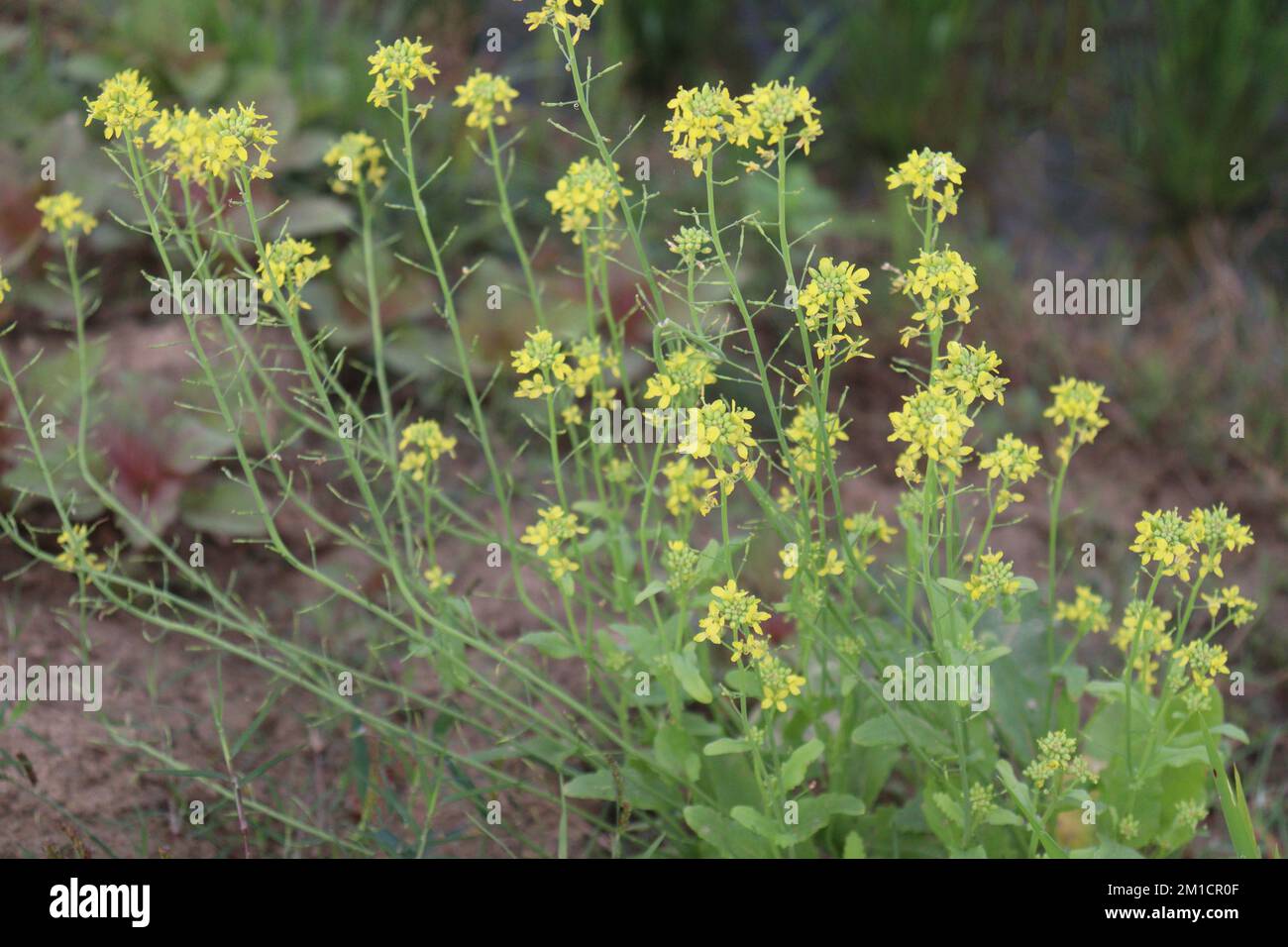 mustard flower on farm for harvest Stock Photo - Alamy