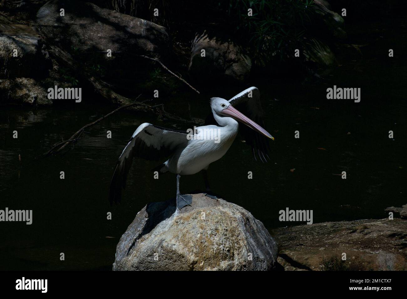 After a good dive, looking for food, the Australian Pelican (Pelecanus ...